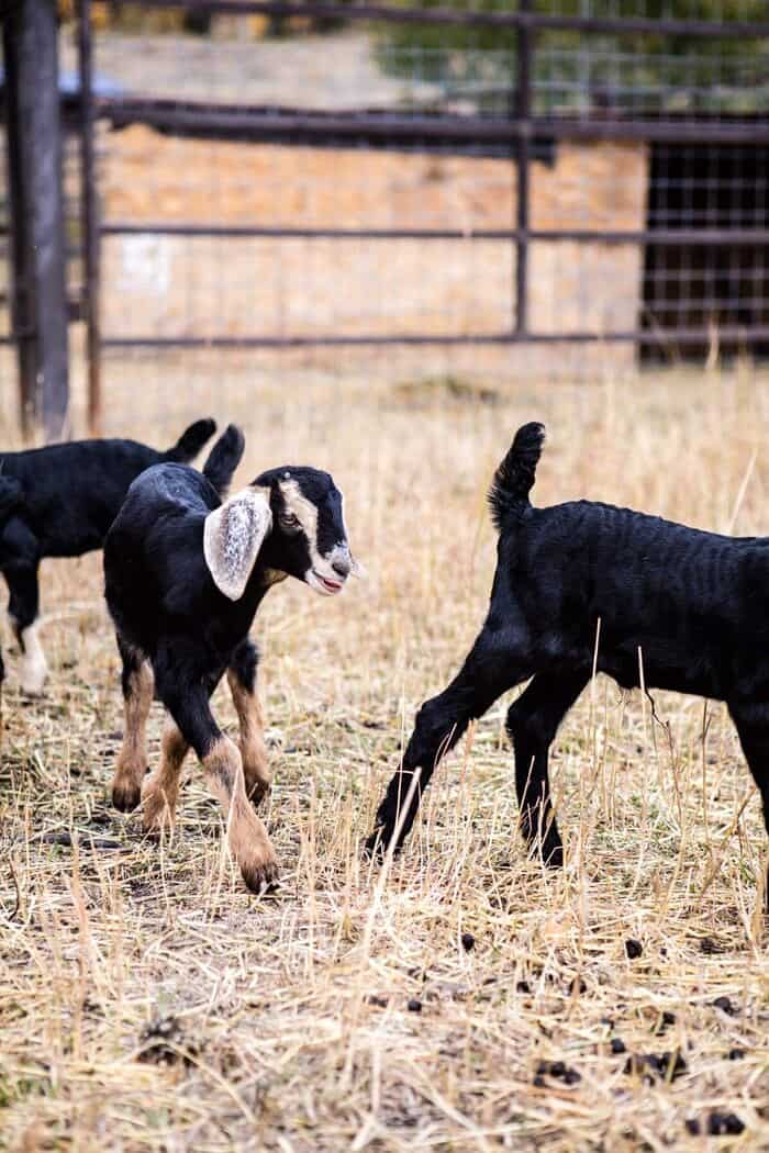 Baby Goat Photos + All Things Fall! - Half Baked Harvest